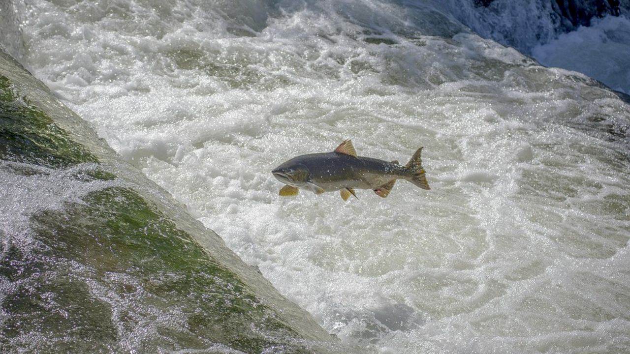 8 Stunning Spots to Watch the Salmon Run in Wild Alaska