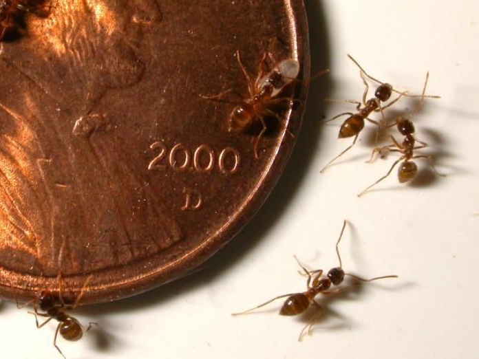 'Crazy' invasive Mississippi bugs attack animals, birds and make hard ...