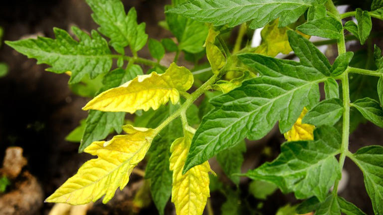 Here's Why Your Tomato Leaves Are Turning Yellow In Your Garden
