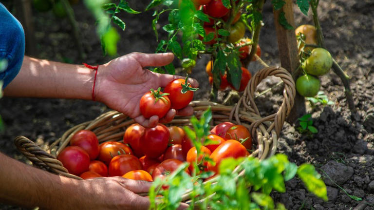 Here's Why Your Tomato Leaves Are Turning Yellow In Your Garden
