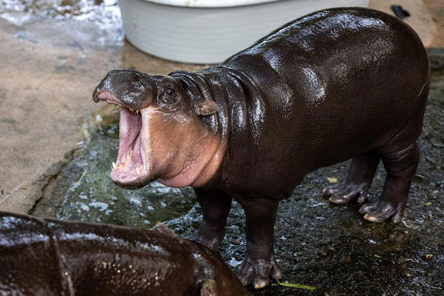 Viral Hippo Moo Deng Celebrates Her Birthday 'Happy, Moist, and ...