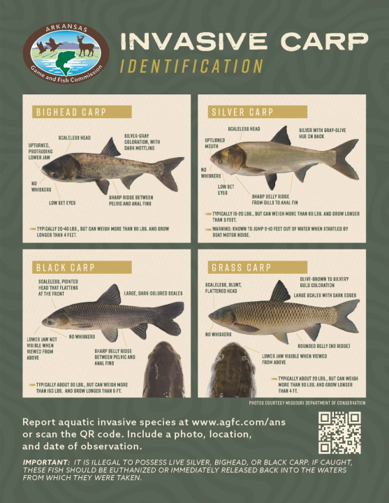 Arkansas Game and Fish Commission offering $100 for black carp