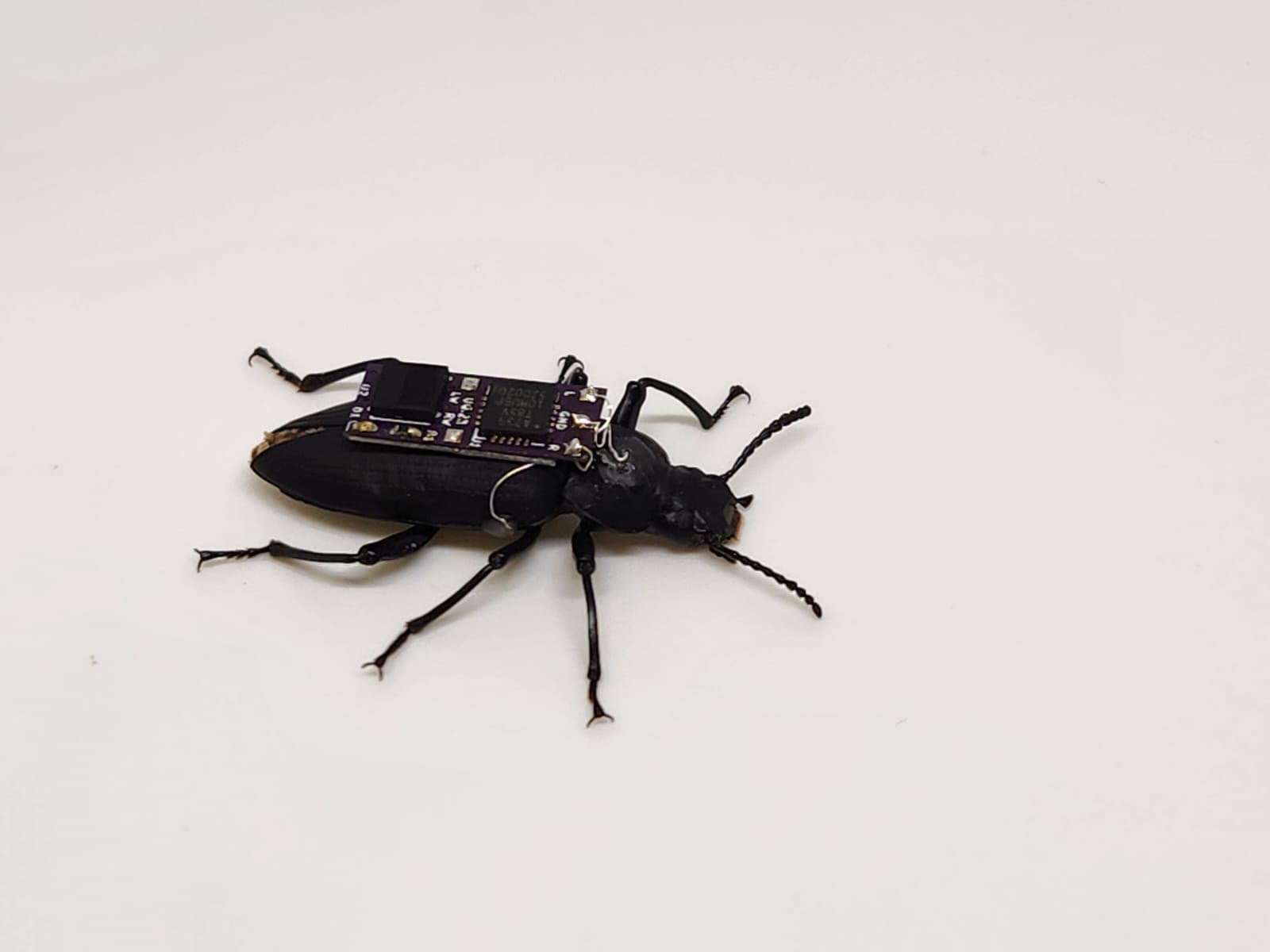 Remote Controlled 'Cyborg' Beetles Could Help Rescue Crews During ...