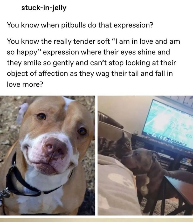 20 Soul-Warming Animal Memes to Wrap You in Pure Pawsitivity