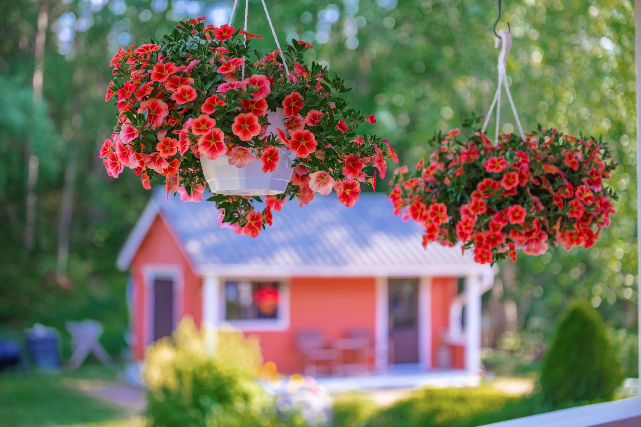 These Hanging Plants Will Glam Up Any Space