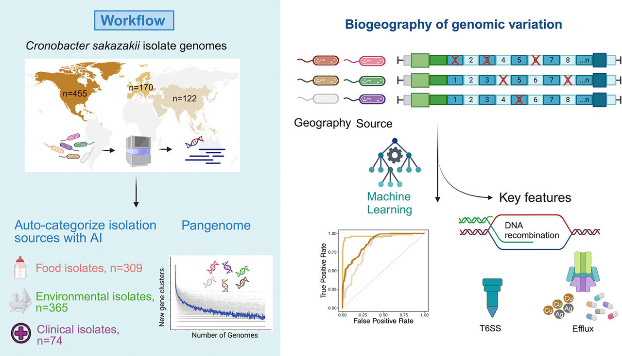 Researchers find genetic clues to infant formula pathogen's global ...