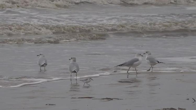 Beach advisory lifted for McFaddin National Wildlife Refuge 1 & 4
