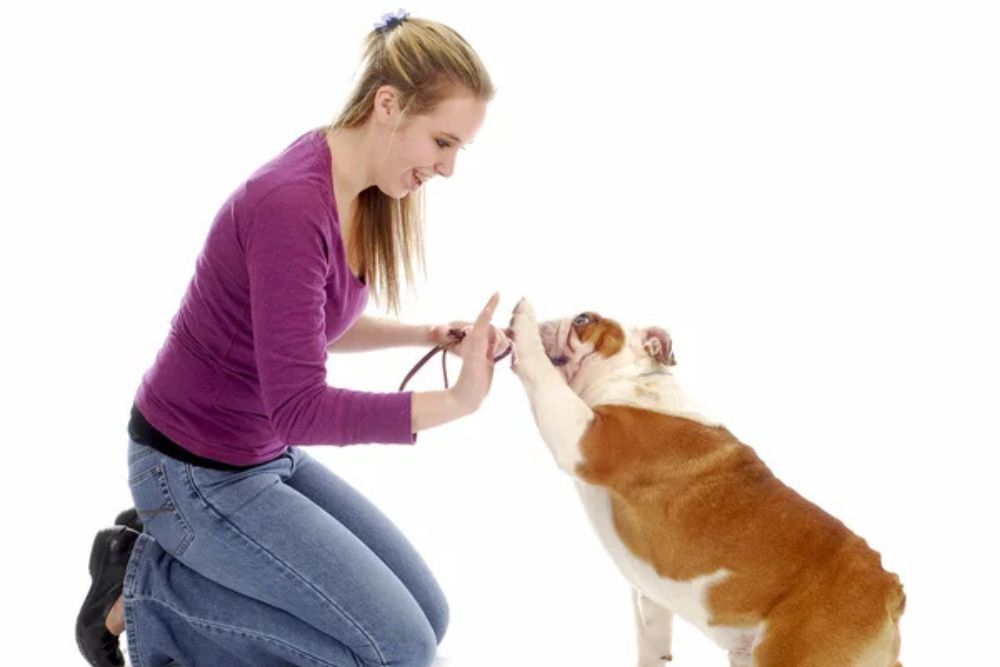 15 Free Dog Training Tricks That Work