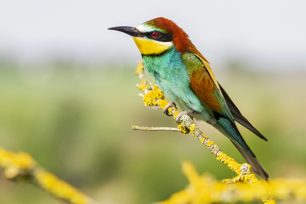 12 Animals That Create Beautiful Art-Like Structures