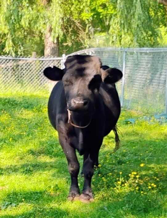 Missing cow with dwarfism found in North Carolina pasture