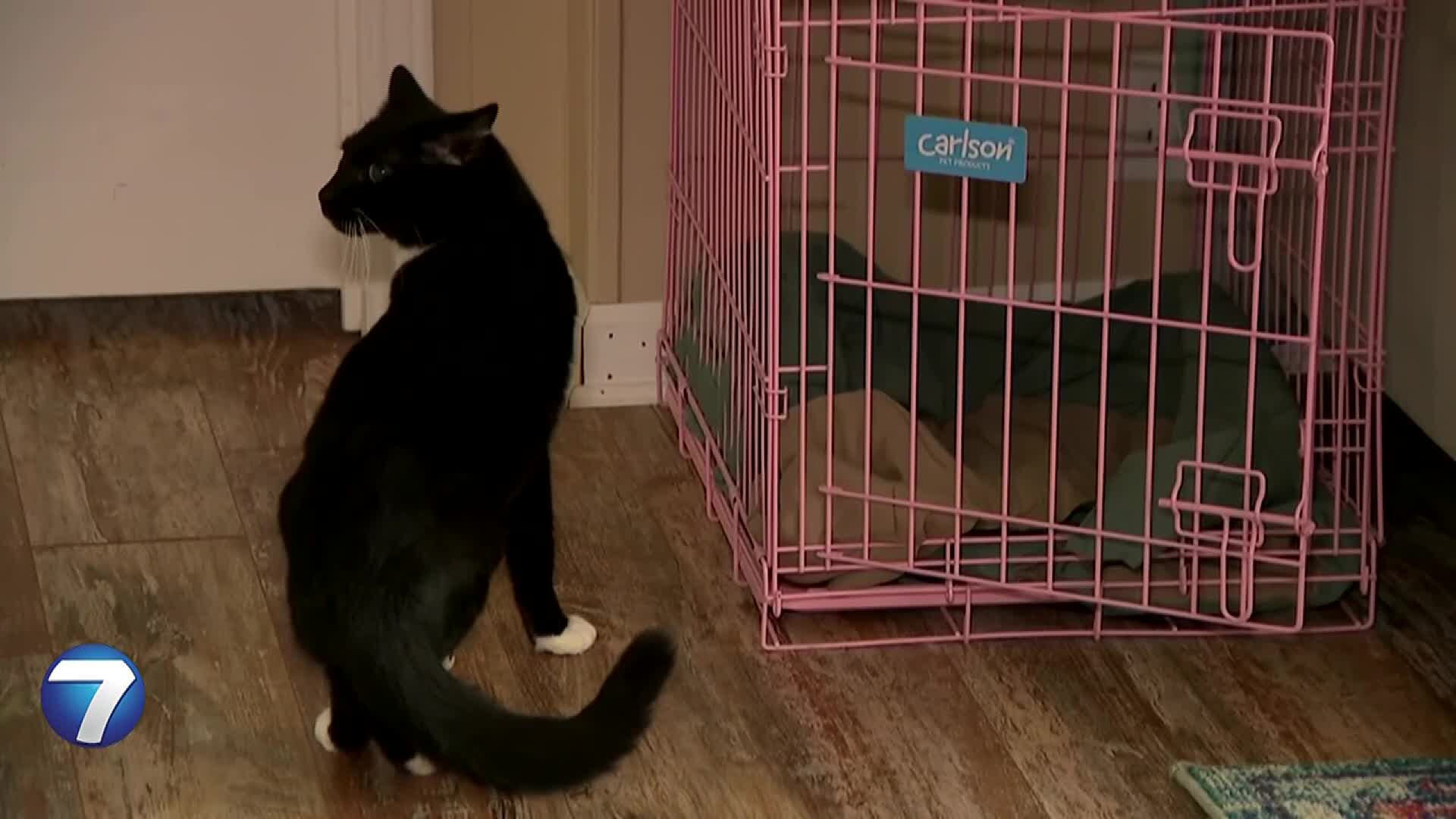 Pet owners warn opioid pain reliever makes cats act like zombies