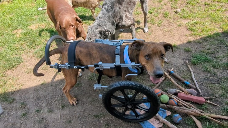 Resilient shelter dog gets her wheels — and a second chance at life