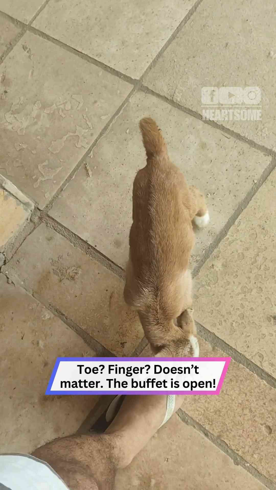 Hungry Baby Goat Starts Sucking Gentleman’s Toe and Finger After Being ...