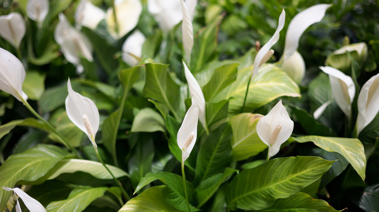 Help Your Peace Lily Plants Flourish With A Little-Known Gravel Trick