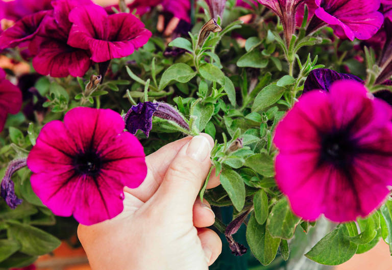 8 flowers to deadhead in July for more blooms all summer