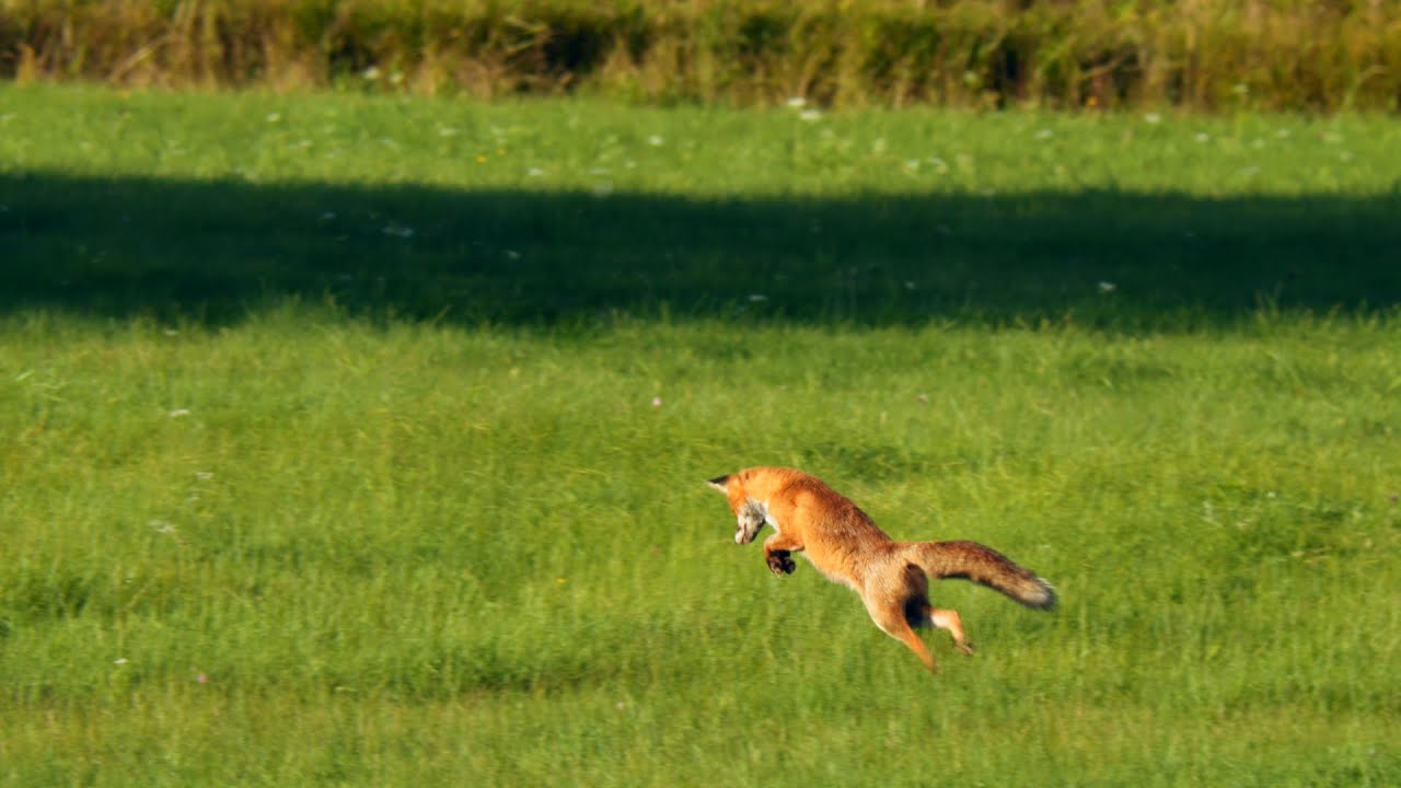 Renard roux en action – Chasse réussie du campagnol 🦊🐭