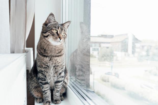 Londoners outraged as landlord charges £2,200 cat sitting fee for tenants