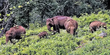 Solar fences removed in Kallar corridor to facilitate elephant movement