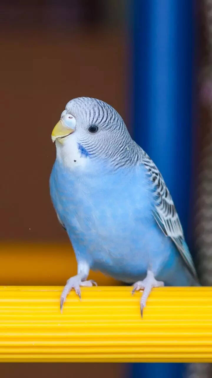 10 most beautiful birds to have as pets