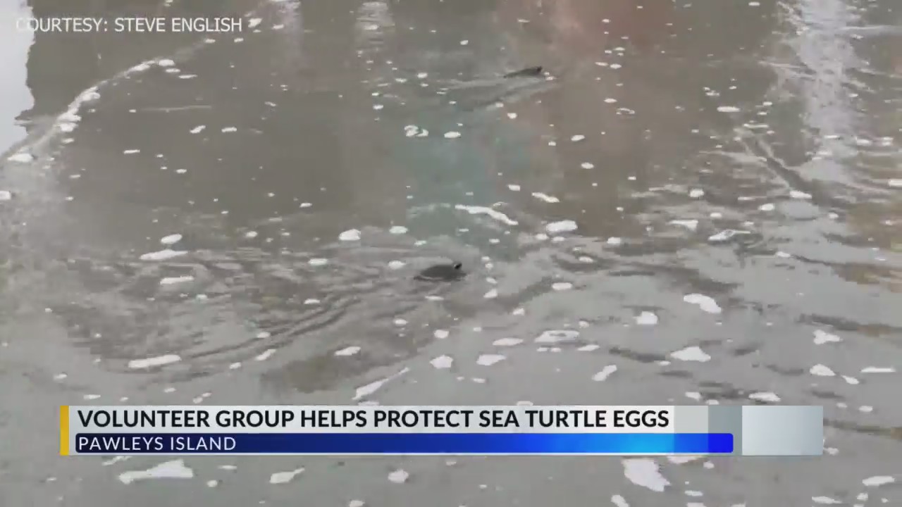 'A real privilege': South Carolina United Turtle Enthusiasts move ...