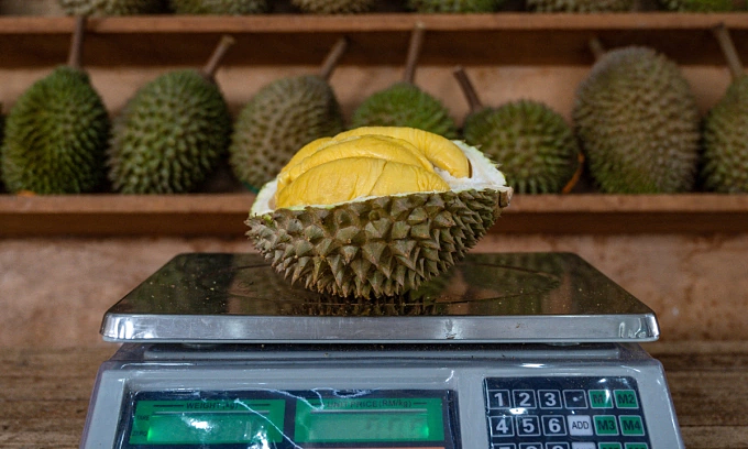 Singaporeans cross border in droves for Malaysian durian tours, all-you ...