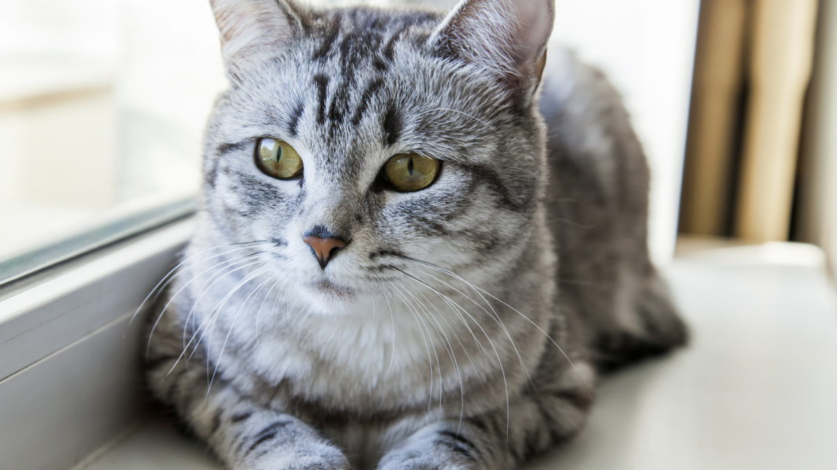 Watch Dopey the special needs cat meow for the first time and melt ...