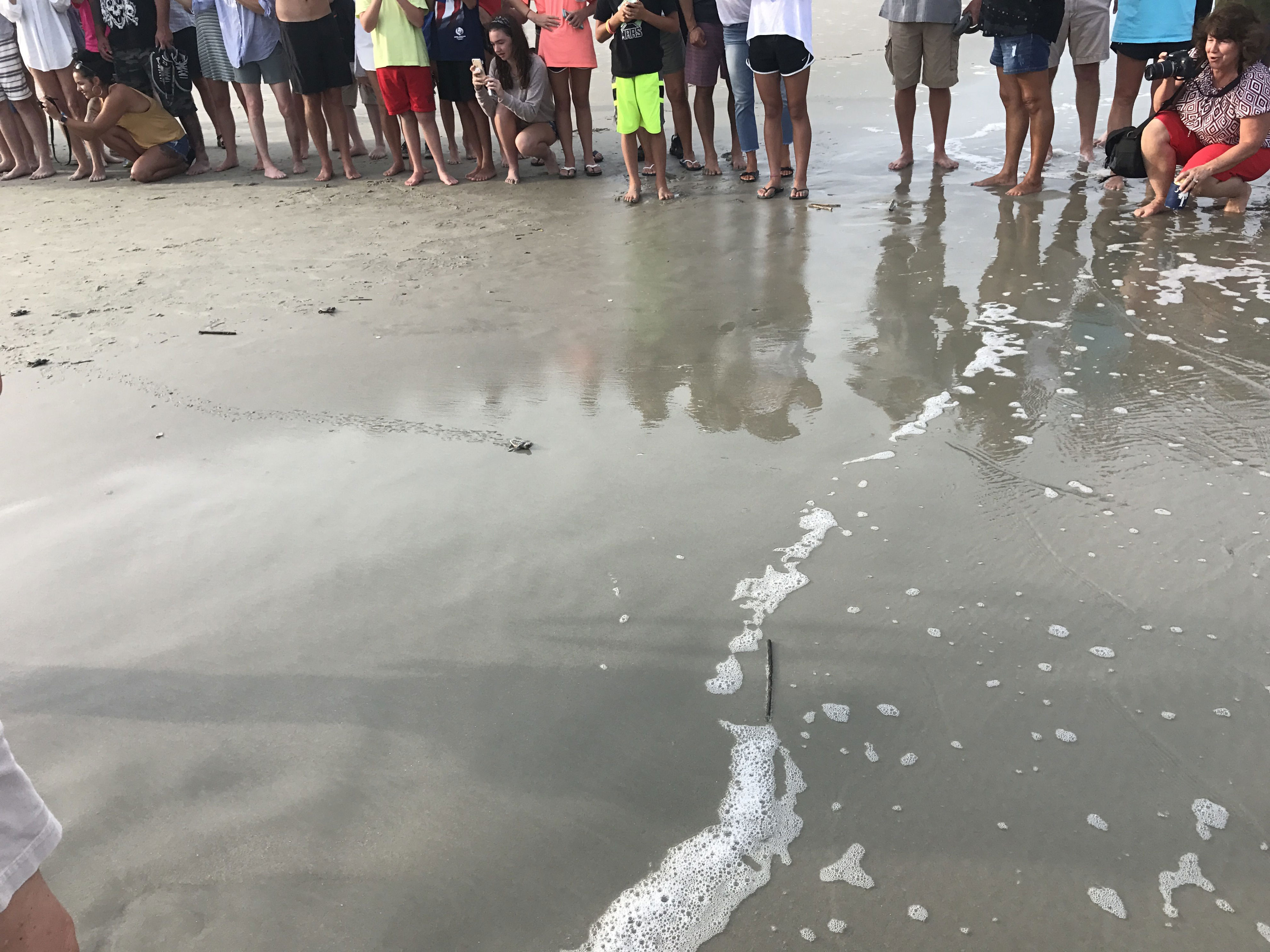 ‘A real privilege’: South Carolina group moves largest loggerhead ...