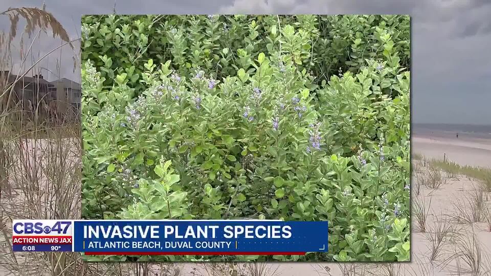 Stopping the spread of invasive plants on Atlantic Beach | How to spot ...