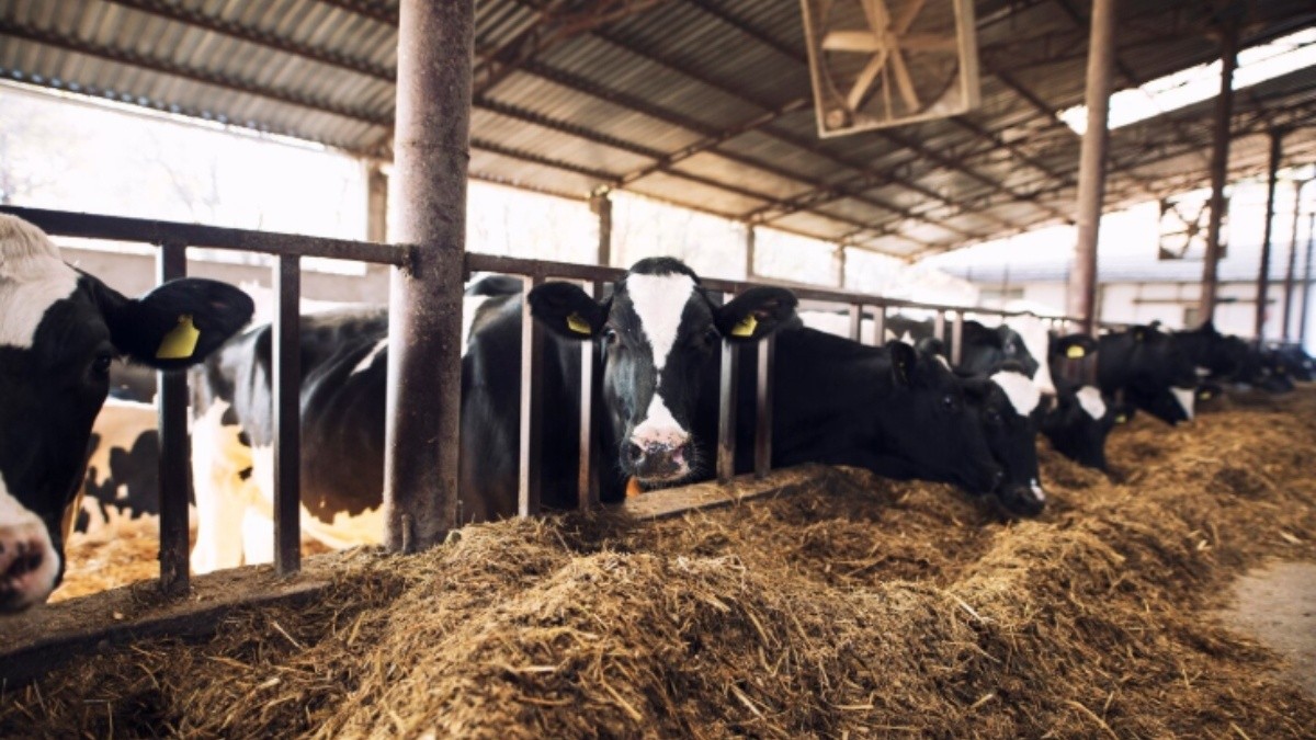 USDA closes U.S.-Mexico livestock border without notice due to new case ...