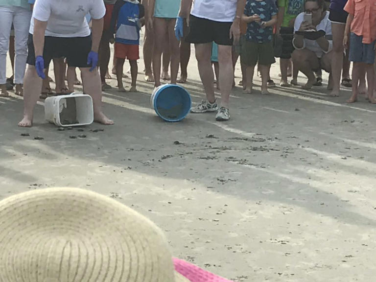 ‘A real privilege’: South Carolina group moves largest loggerhead ...