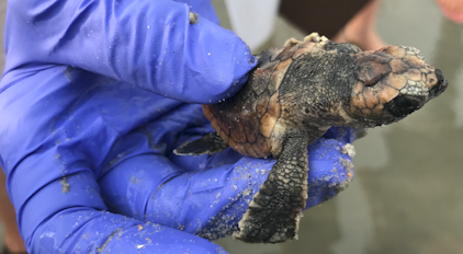 ‘A real privilege’: South Carolina group moves largest loggerhead ...
