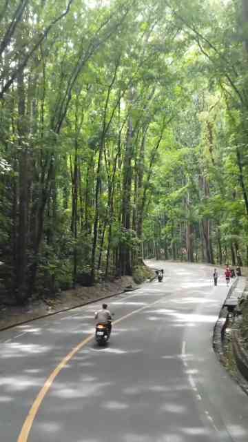 Finding Peace in Bohol’s Enchanted Forest