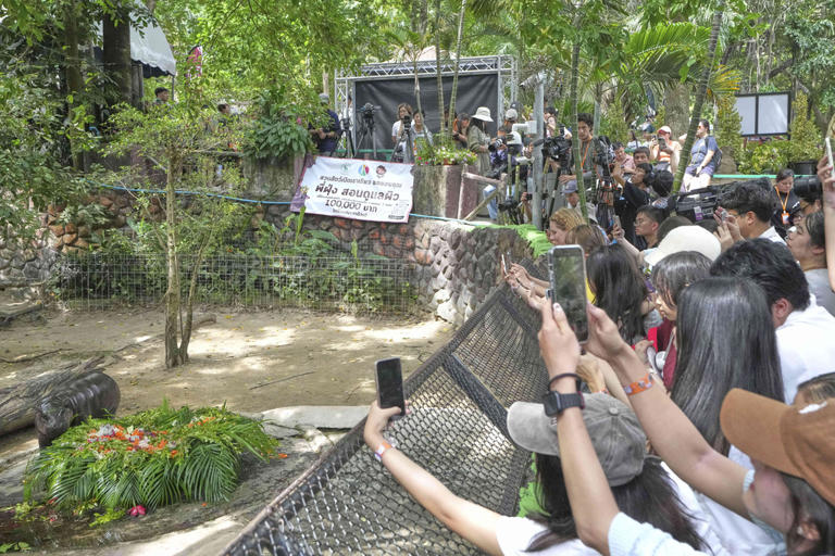 Thousands celebrate baby hippo Moo Deng's first birthday at a Thailand zoo