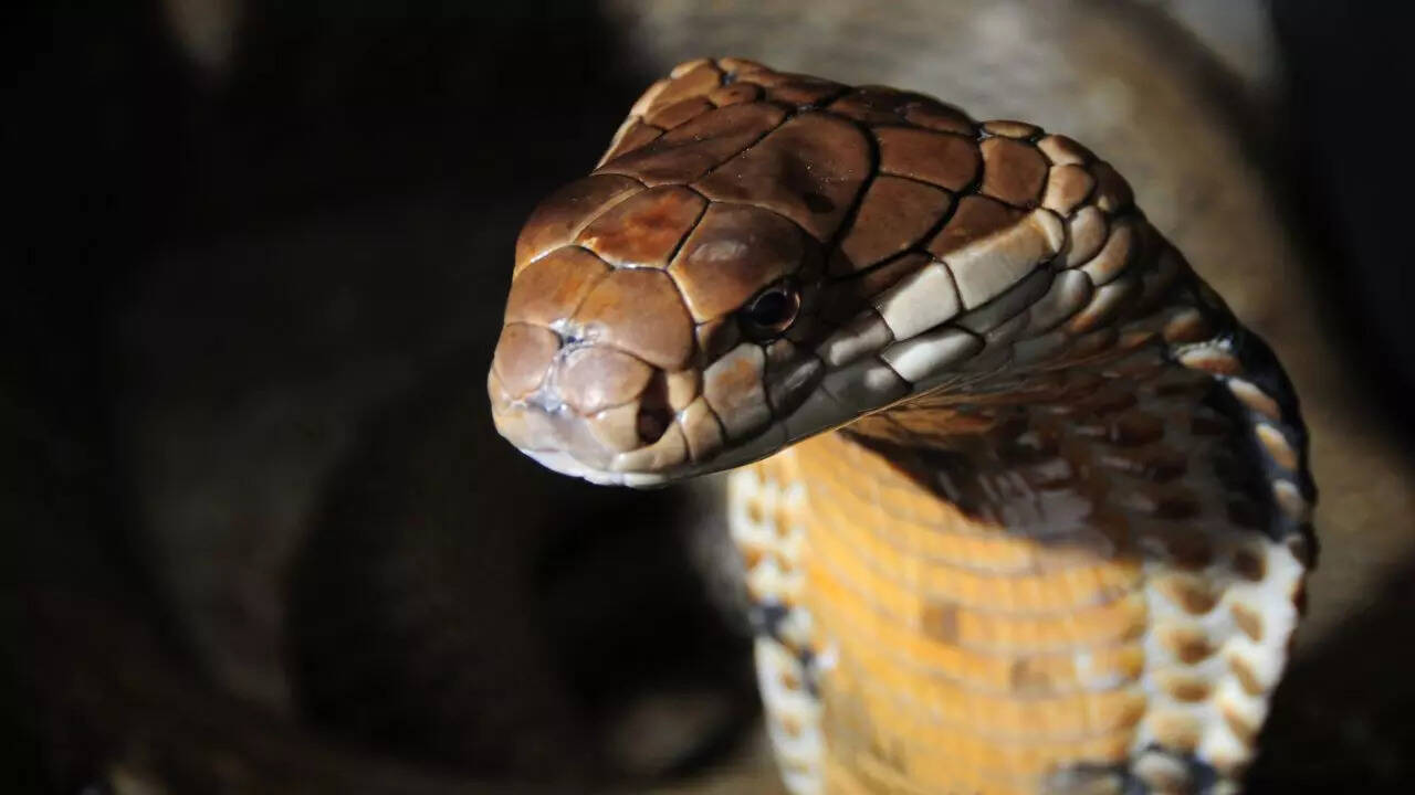 6 reasons why the king cobra is more than just a deadly snake
