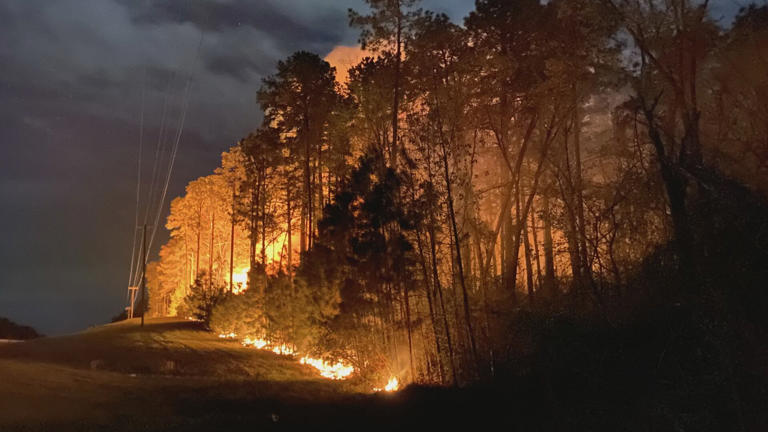 A look at Louisiana’s timber industry 2 years after wildfires