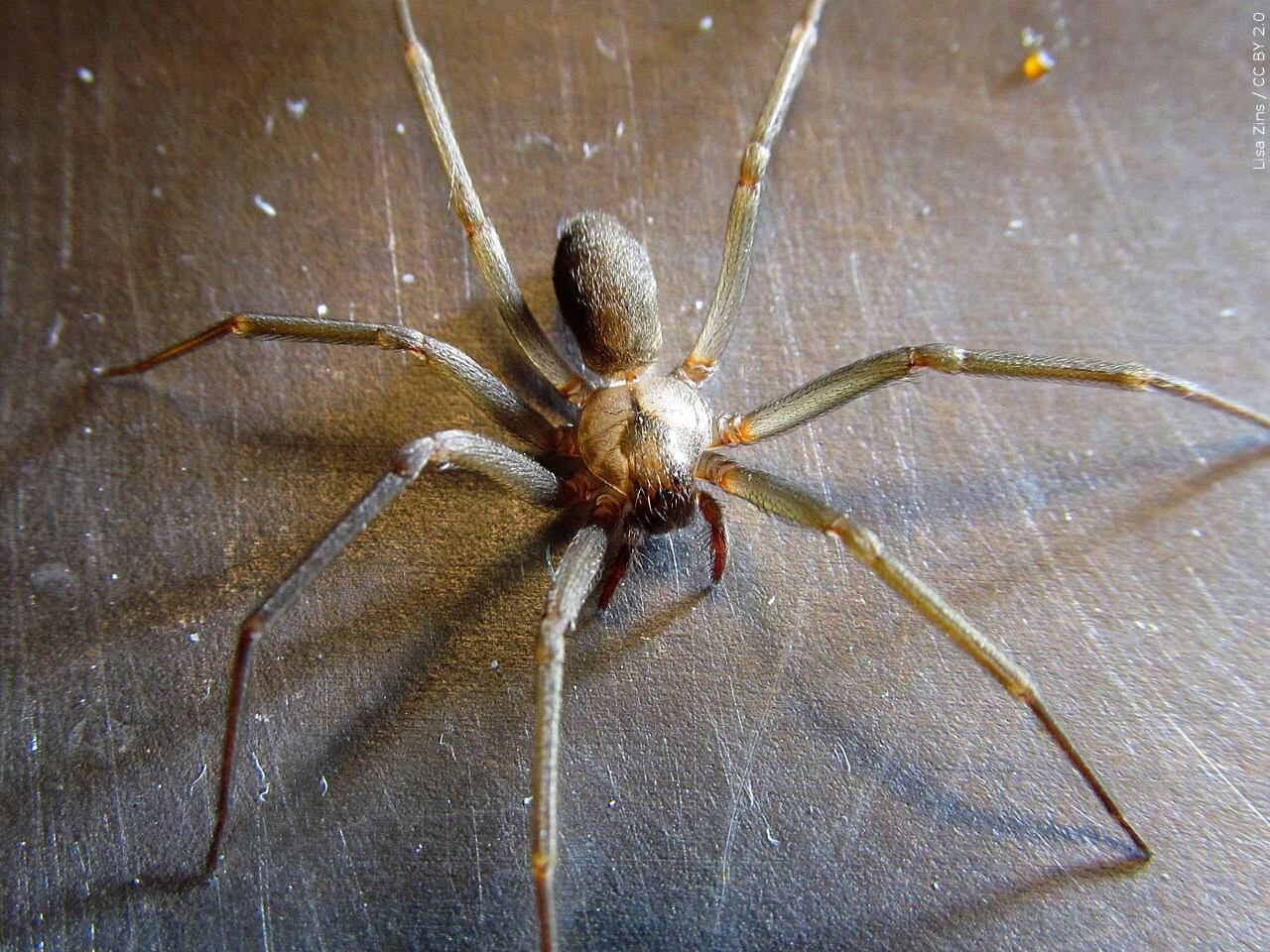 Brown recluse spider reports are on the rise as mating season peaks