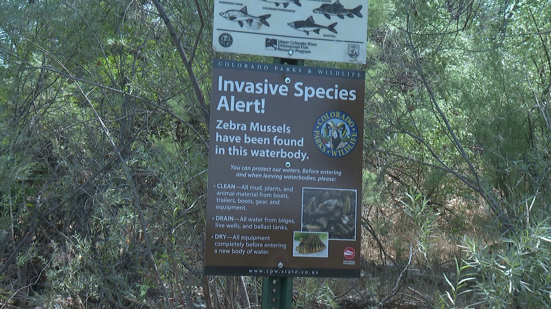 Invasive species officially confirmed in Colorado River