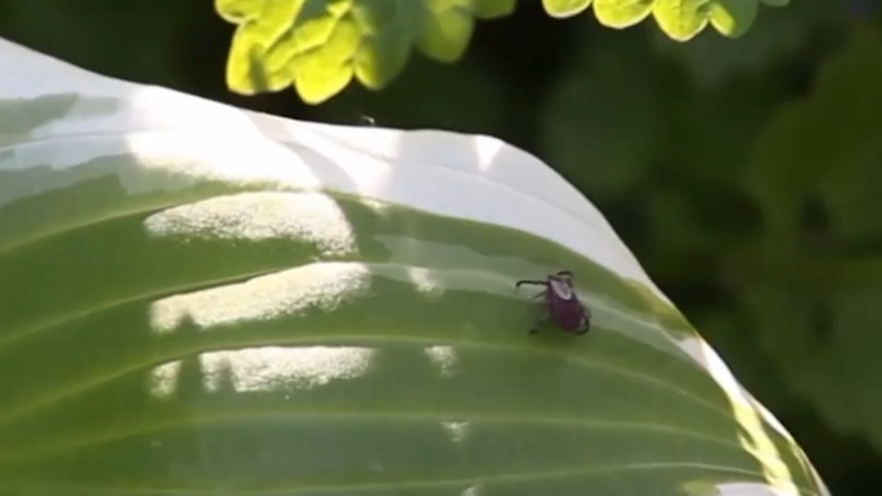A record amount of tick bites are on the rise in the Midwest