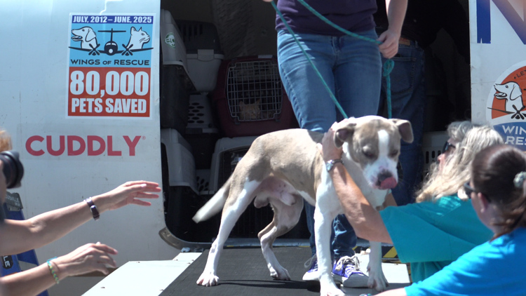 Non-profit helps rescue pets affected by Central Texas floods