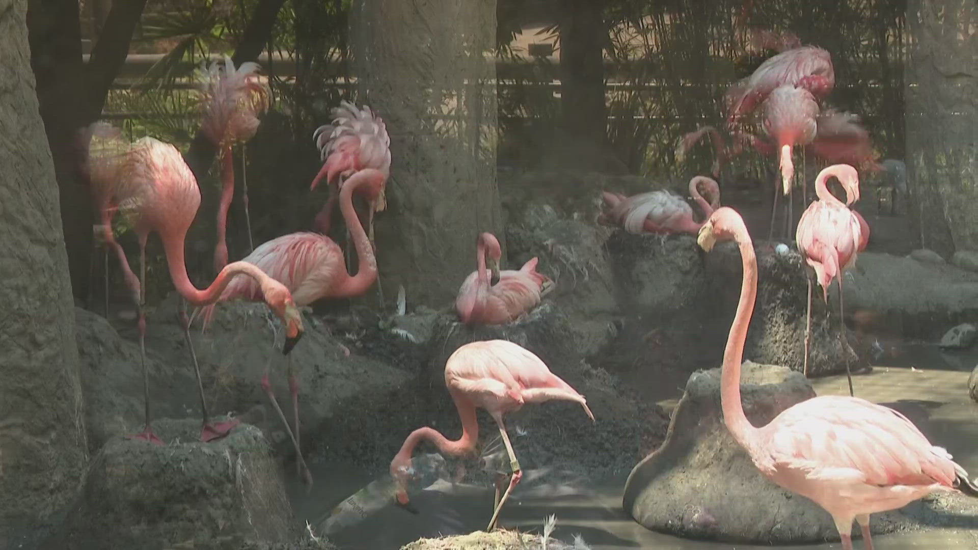 Flamingo chicks hatch at Sacramento Zoo, bringing new life to the flock