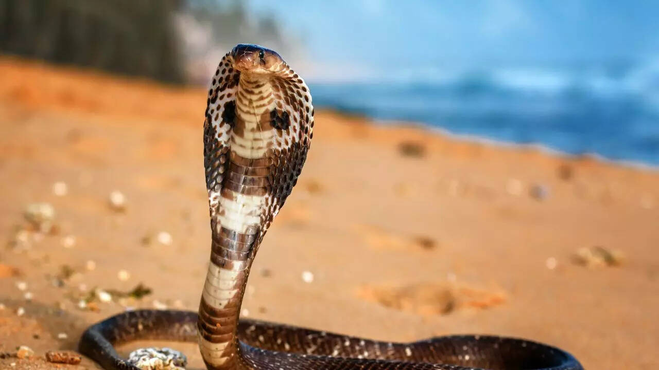 6 reasons why the king cobra is more than just a deadly snake