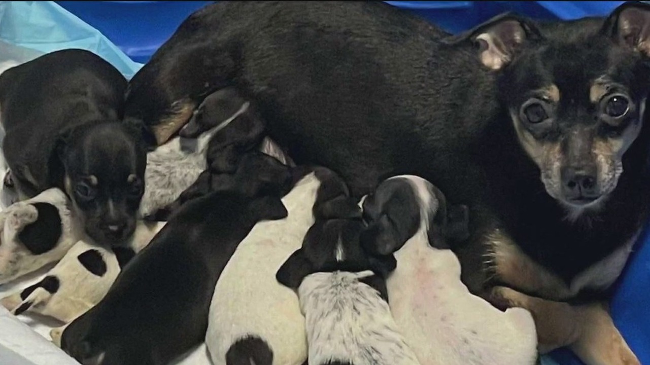 52 dogs rescued from hoarding situation in suburban home, police say