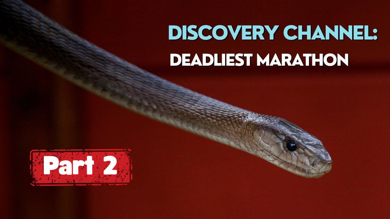 Full Discovery Channel Documentary Marathon: Africa's Wildest and ...