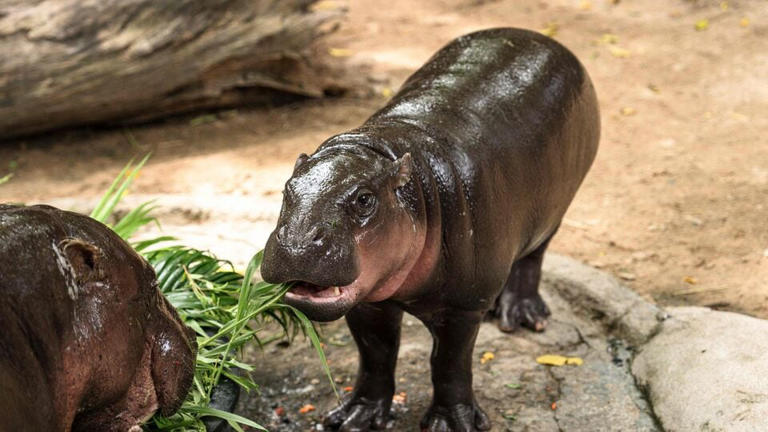 Pygmy hippo Moo Deng turns 1: Thailand's Khao Kheow Zoo celebrates ...