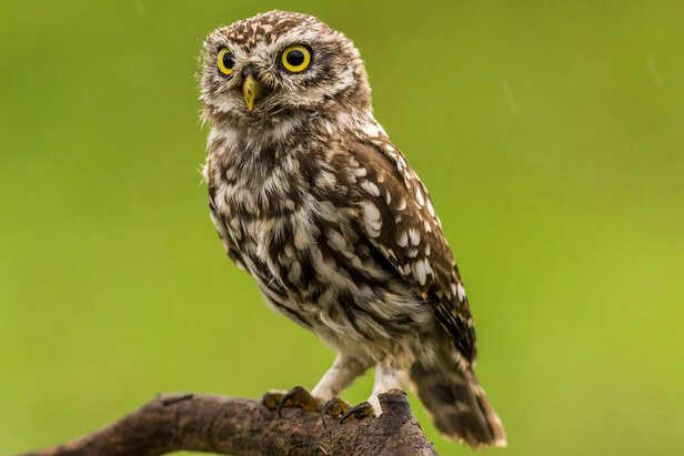 Reasons why Owl shouldn't be your pet