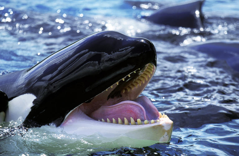 Marine Animal Shows Are Officially Banned in Mexico After Historic ...