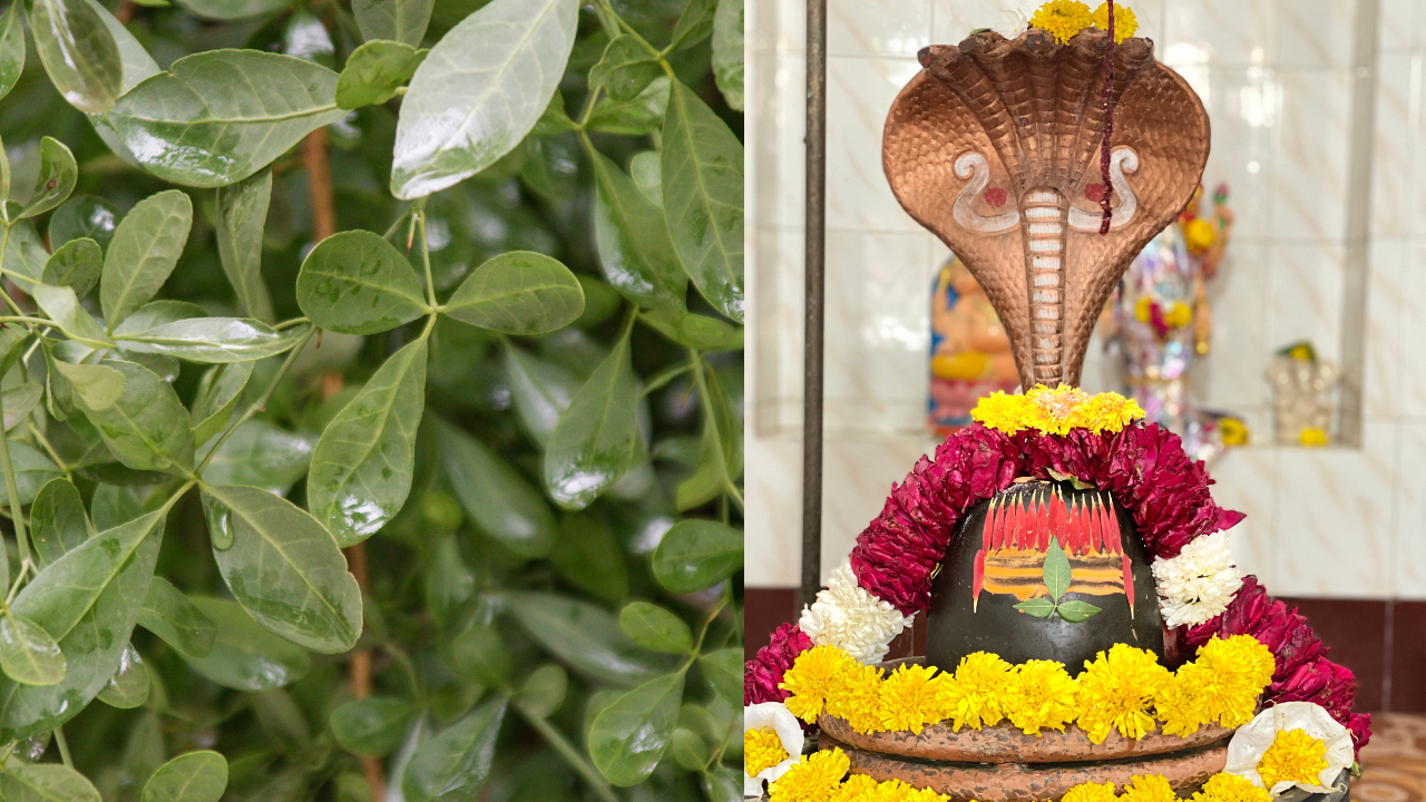 What happens when you offer Bel Patra to Lord Shiva- This ancient ...