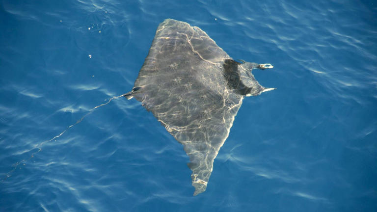 No son medusas: alertan de la presencia del conocido 'diablo de mar' en ...