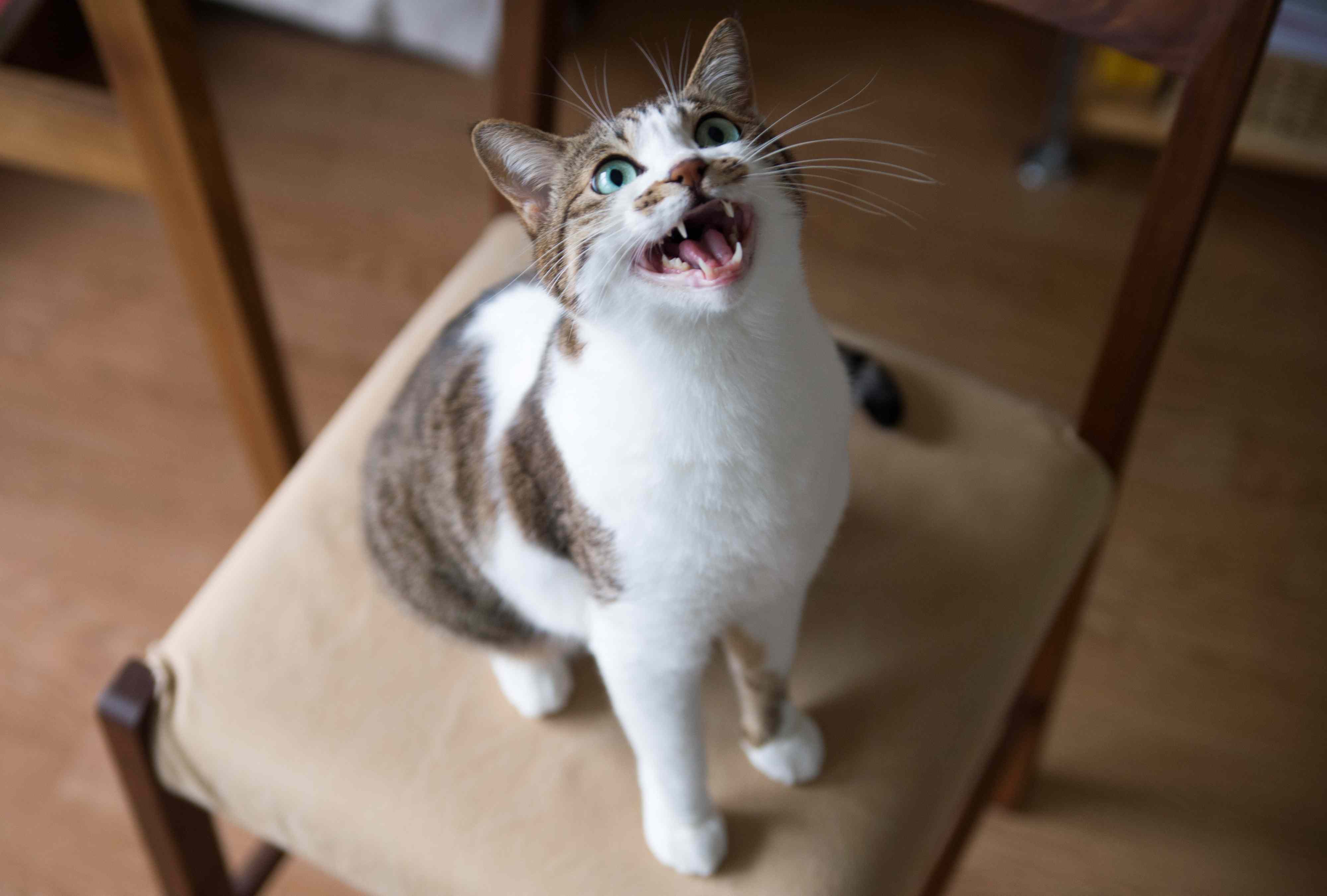 Is meowing at your cat cute—or just confusing?