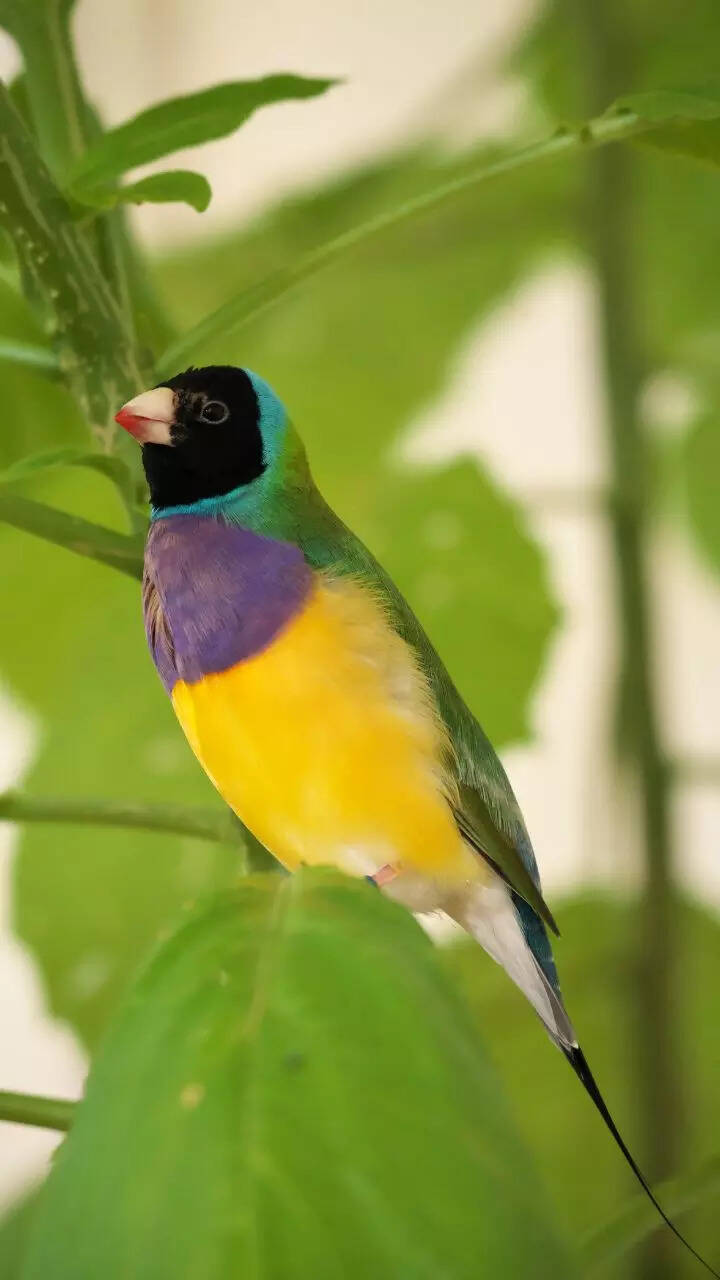 10 most beautiful birds to have as pets